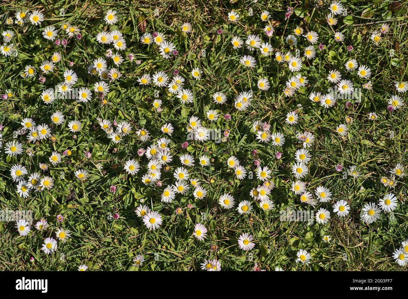 Beautiful top view of lots of small single low growing chamomile ...
