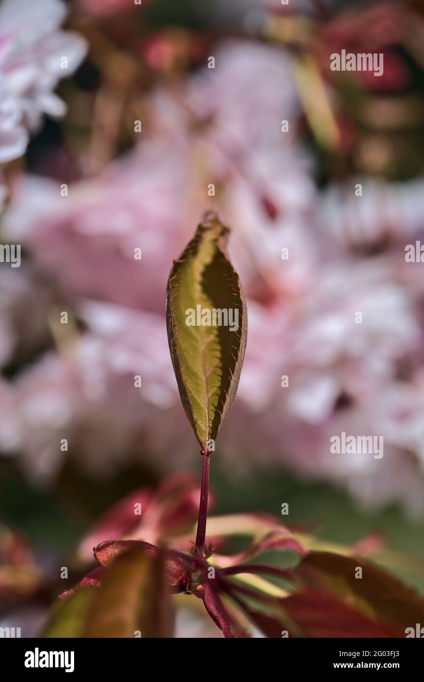 Beautiful macro view of colorful cherry leaves and delicate spring ...