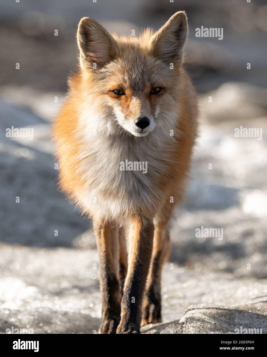 One red wild fox seen walking across a snowy landscape in northern ...