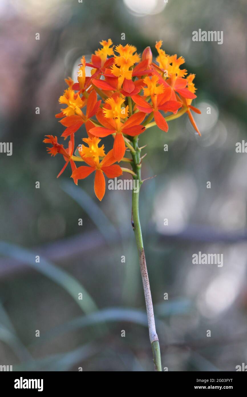 Epidendrum Radicans High Resolution Stock Photography and Images - Alamy