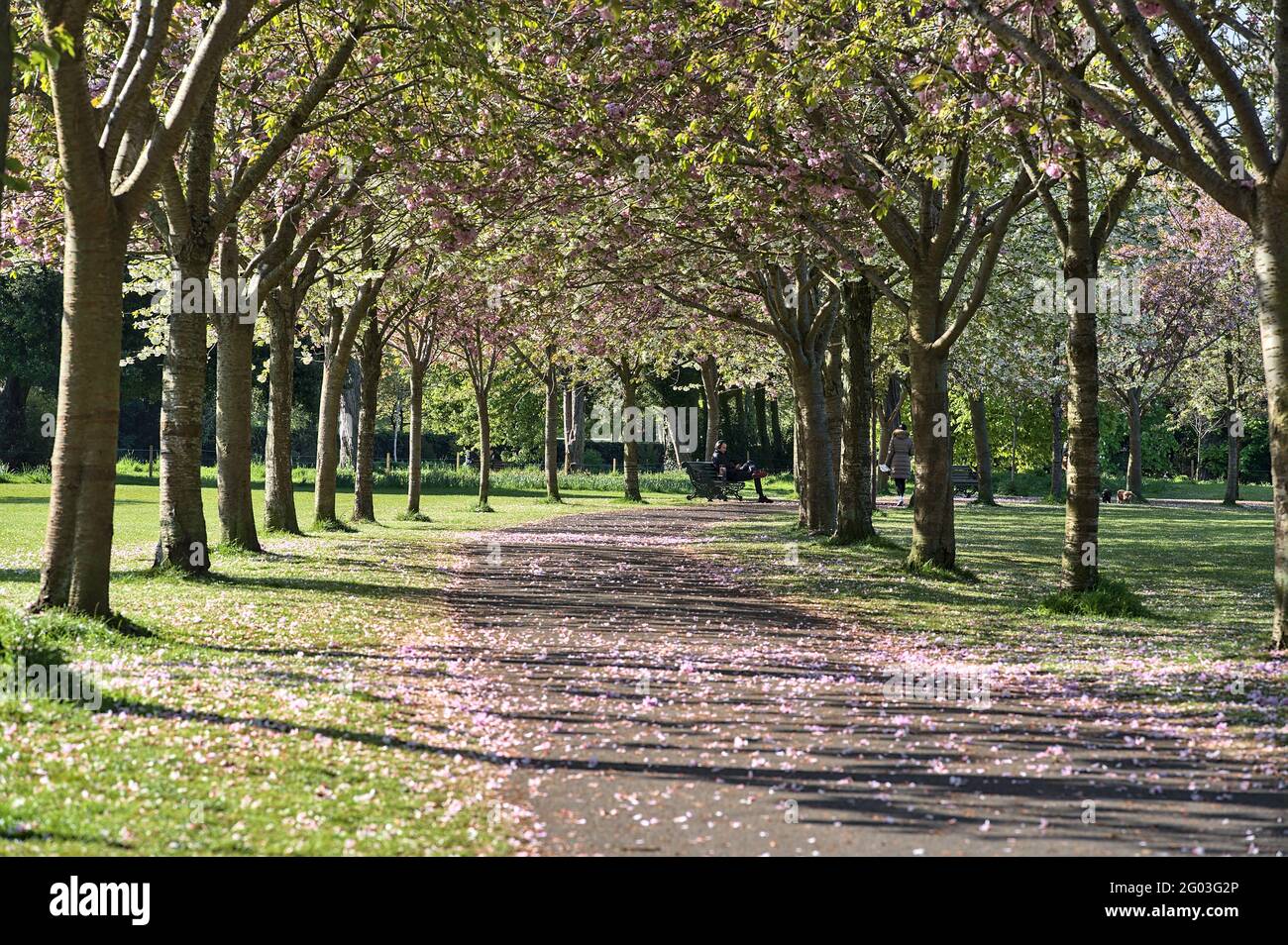 Beautiful spring view of blooming pink cherry (Prunus Shogetsu Oku ...