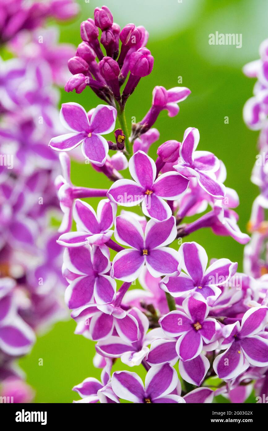 Lilac Sensation Flowers Purple Syringa Sensation Spike close-up flower ...
