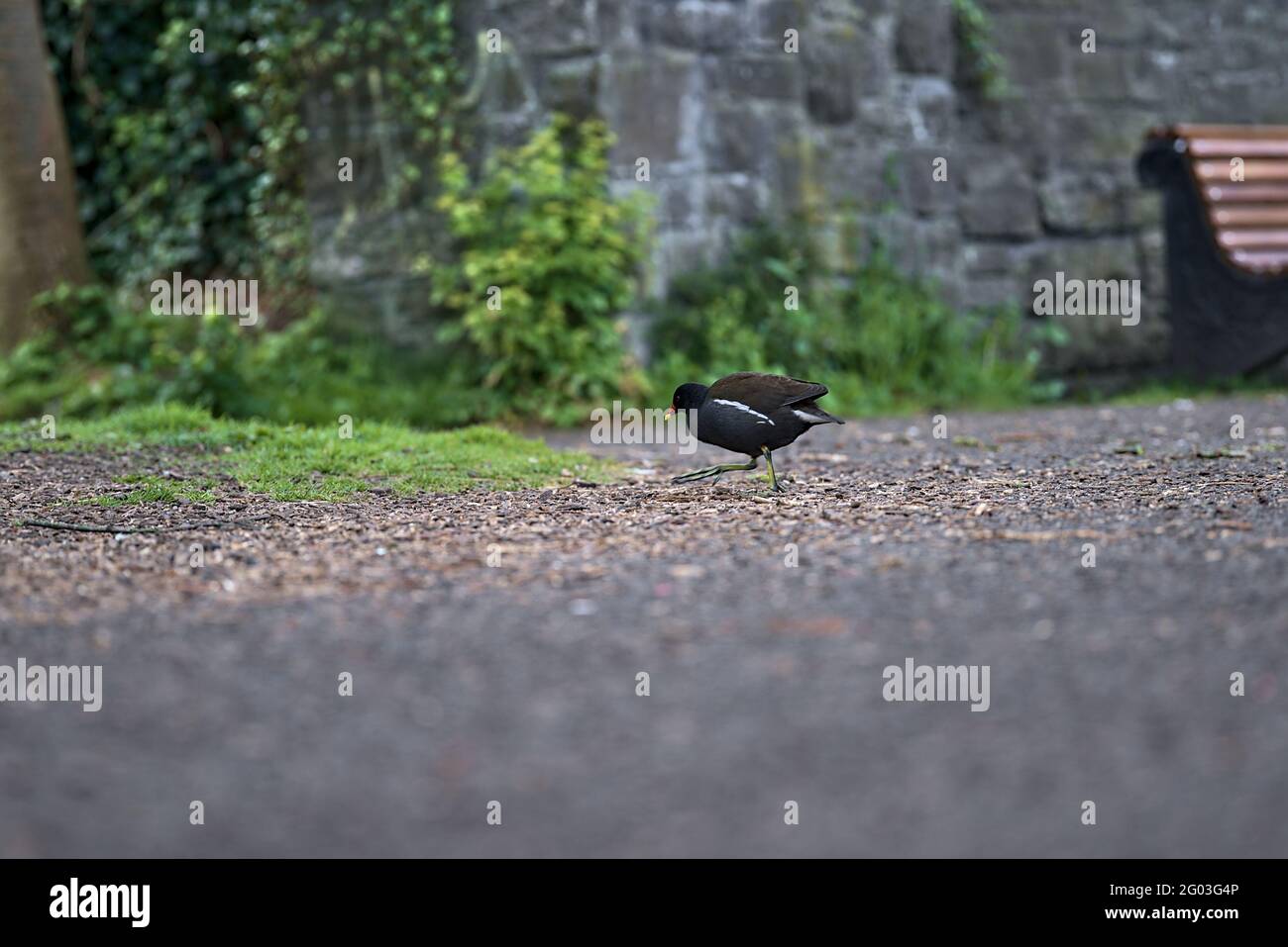 Dublin bird species hi-res stock photography and images - Alamy