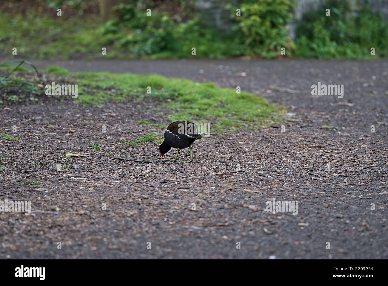 Dublin bird species hi-res stock photography and images - Alamy