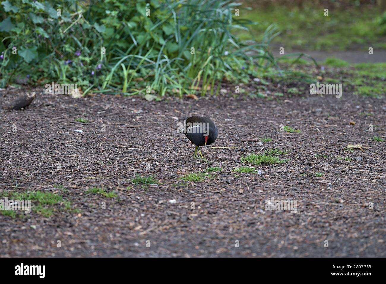 Dublin bird species hi-res stock photography and images - Alamy