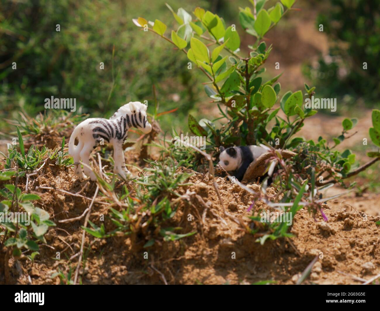 Zebra toy closeup behind panda on blur image forest background Stock ...
