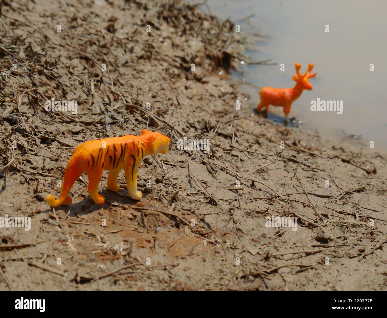 Tiger chasing zebra hi-res stock photography and images - Alamy