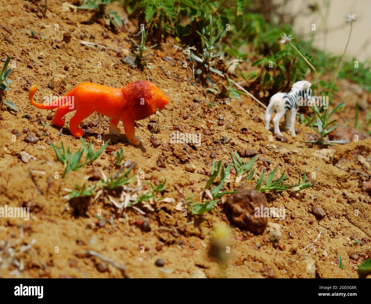 Lion chasing zebra for hunting concept animal toy on forest background ...