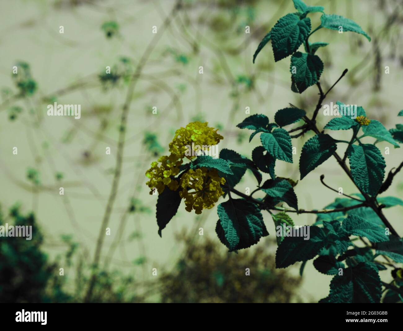Beautiful color grading flower image natural commercial photograph ...
