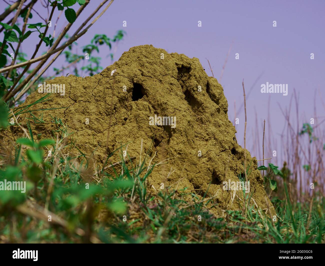 Termite mound nest of snake presented on forest background Stock Photo ...
