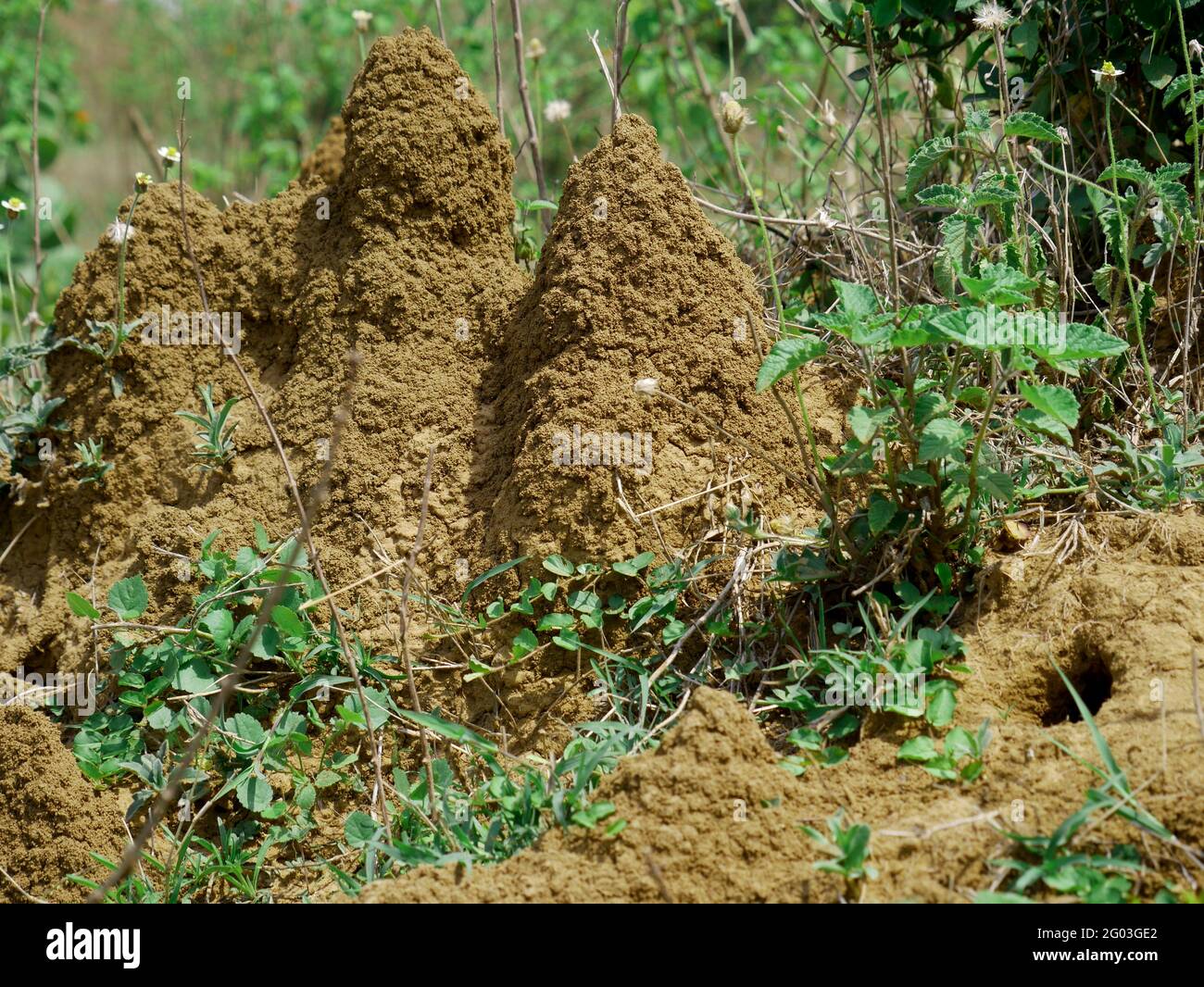 Closeup look of Termite mound nest around forest area Stock Photo - Alamy