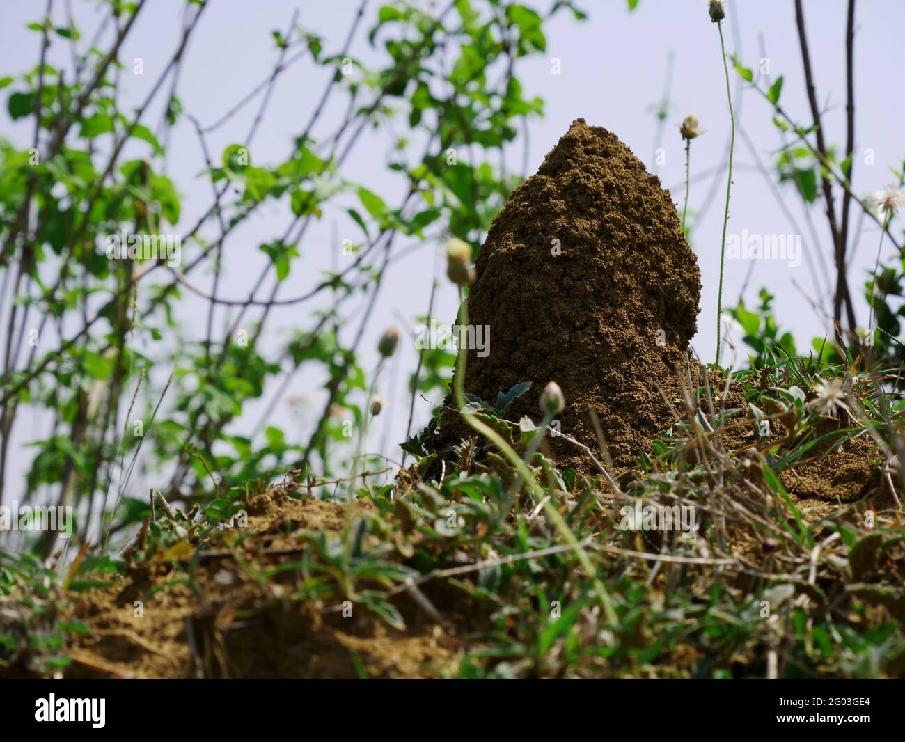 snake Termite mound nest made by soil around natural environment Stock ...