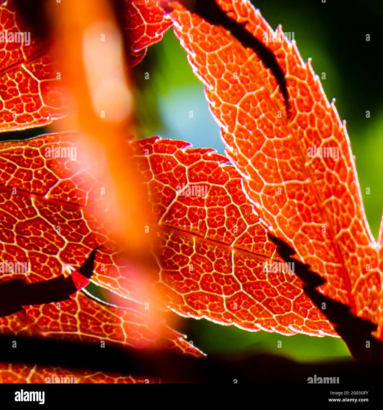 Sunny red leaves hi-res stock photography and images - Alamy