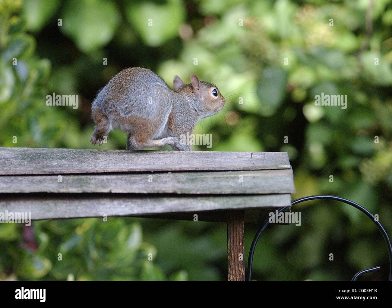 Animals Without Tails