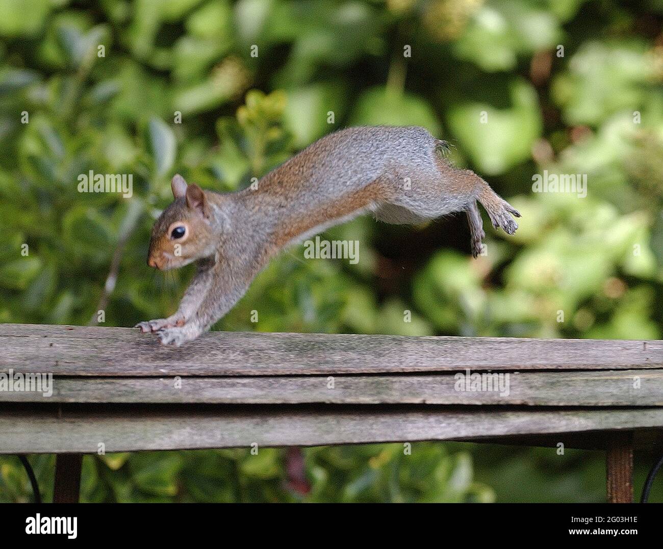 the squirrel without a tail at the bird table in fareham, hants. pic ...
