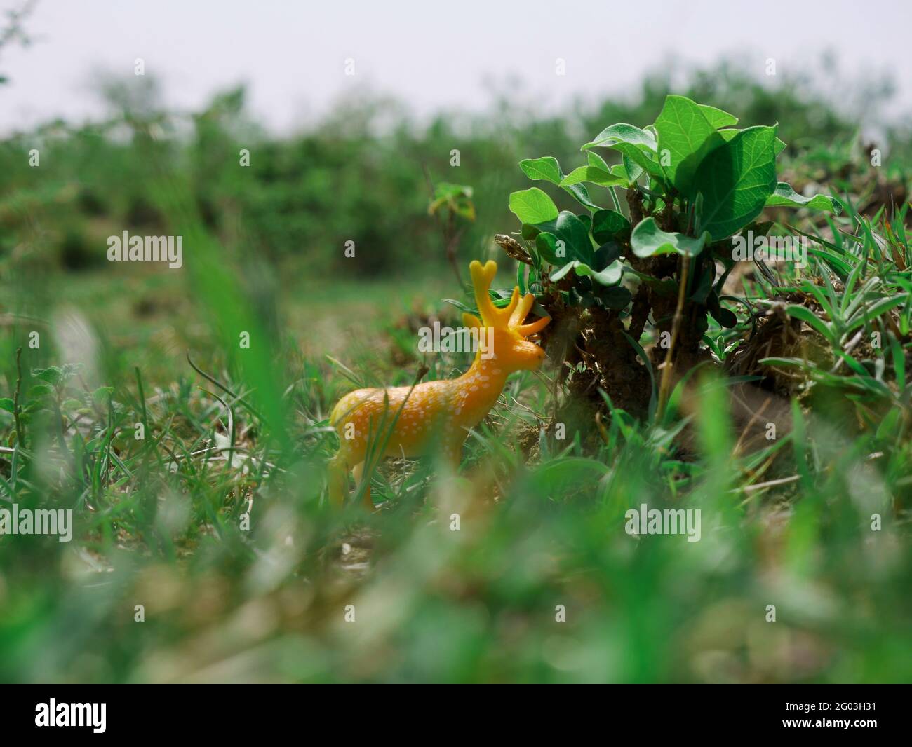 Beautiful green grass behind on the focus Deer toy animal presentation ...