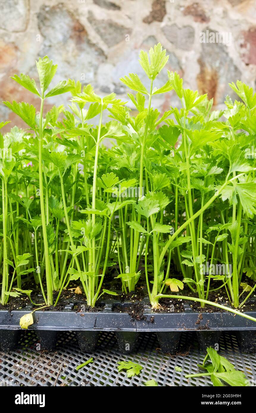 Plastic container hi-res stock photography and images - Alamy