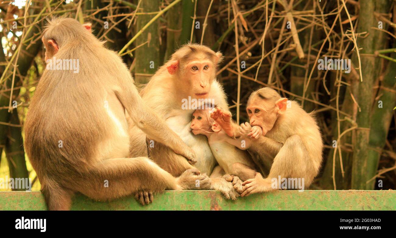 Images Of Monkeys For Kids