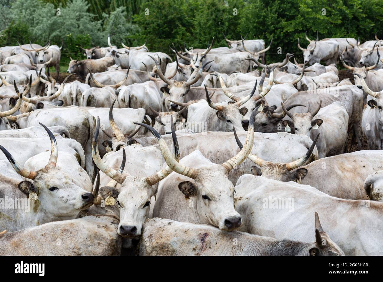 Traditional Hungarian grey cattle in a rural farm in Eastern Hungary ...