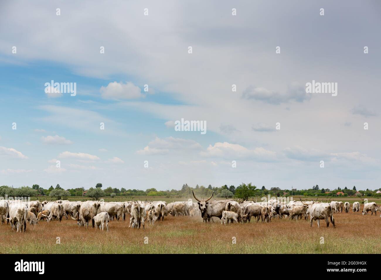 Traditional Hungarian grey cattle in a rural farm in Eastern Hungary ...