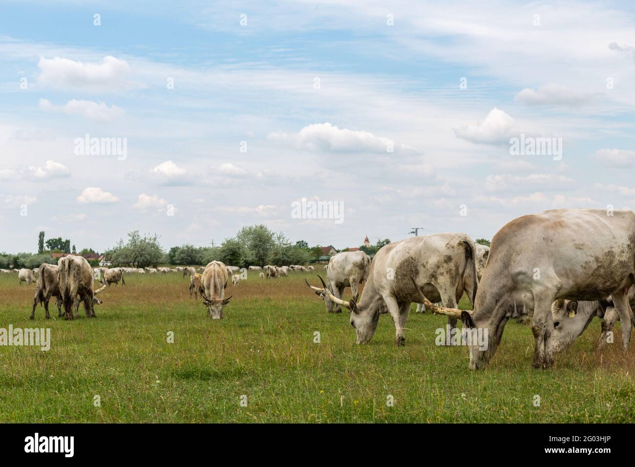 Traditional Hungarian grey cattle in a rural farm in Eastern Hungary ...