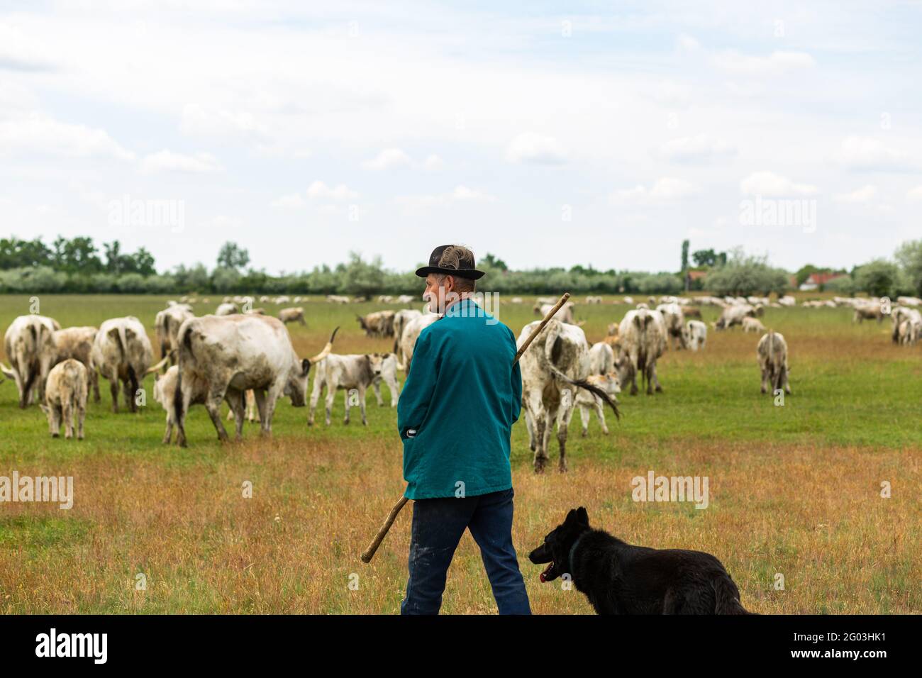 Traditional shepherd is herding the grey cattle in rural Eastern ...