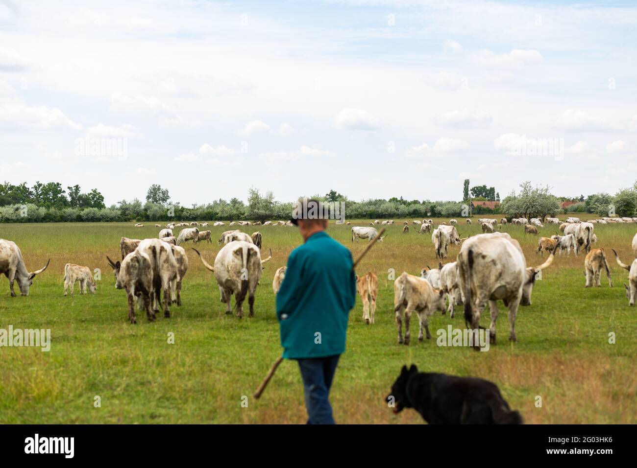 Traditional shepherd is herding the grey cattle in rural Eastern ...