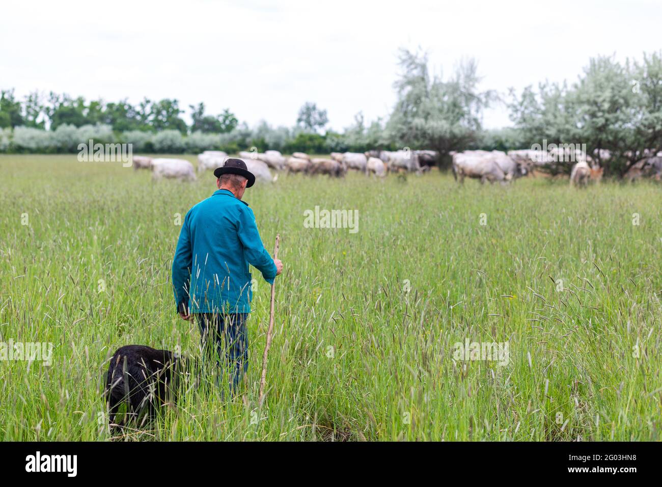 Traditional shepherd is herding the grey cattle in rural Eastern ...