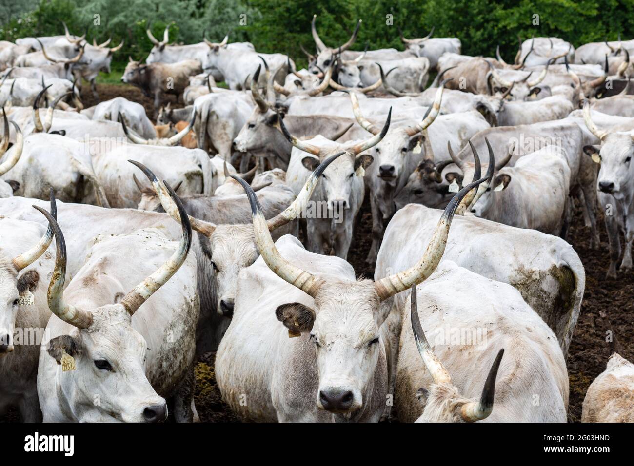Traditional Hungarian grey cattle in a rural farm in Eastern Hungary ...
