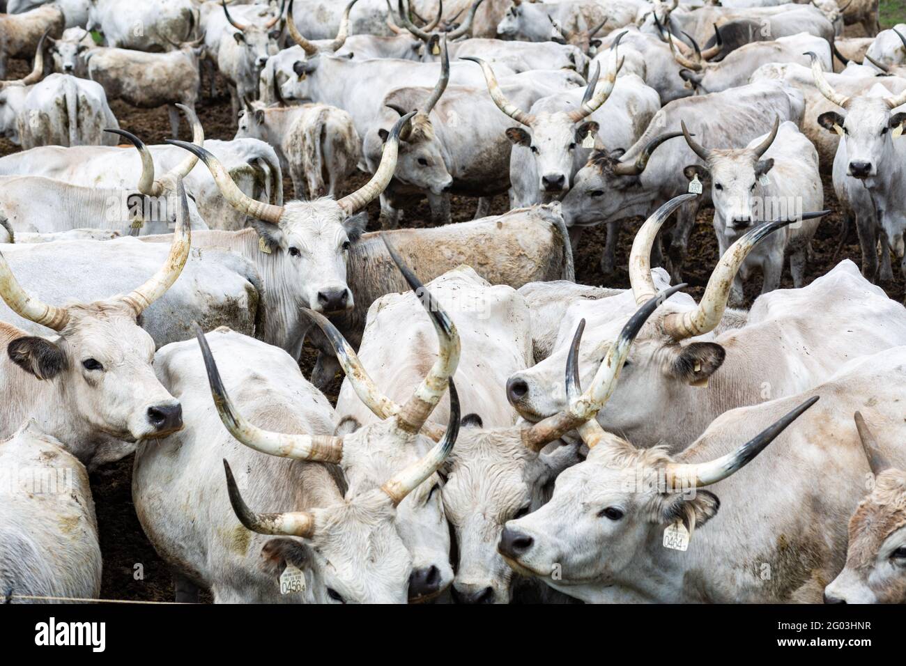 Traditional Hungarian grey cattle in a rural farm in Eastern Hungary ...