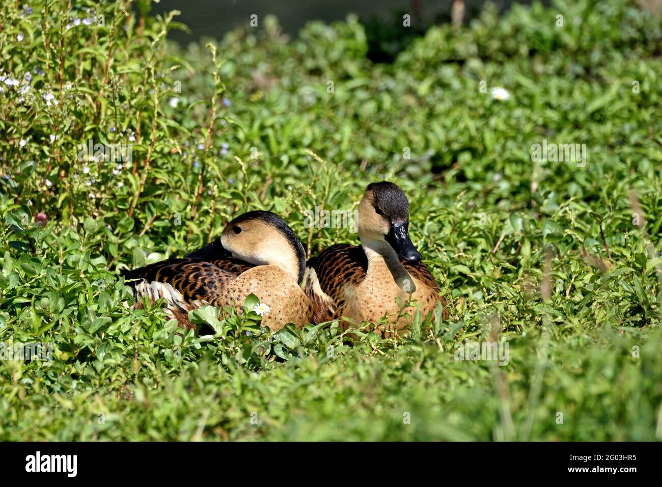 A pair of Wandering Whistling Ducks (Dendrocygna arcuata) beside a ...