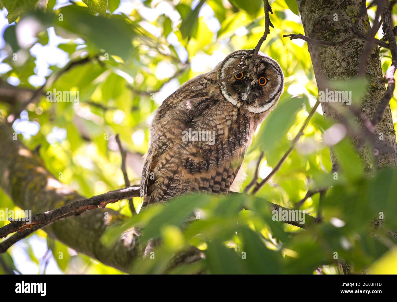 Beautiful owl in nature hi-res stock photography and images - Alamy