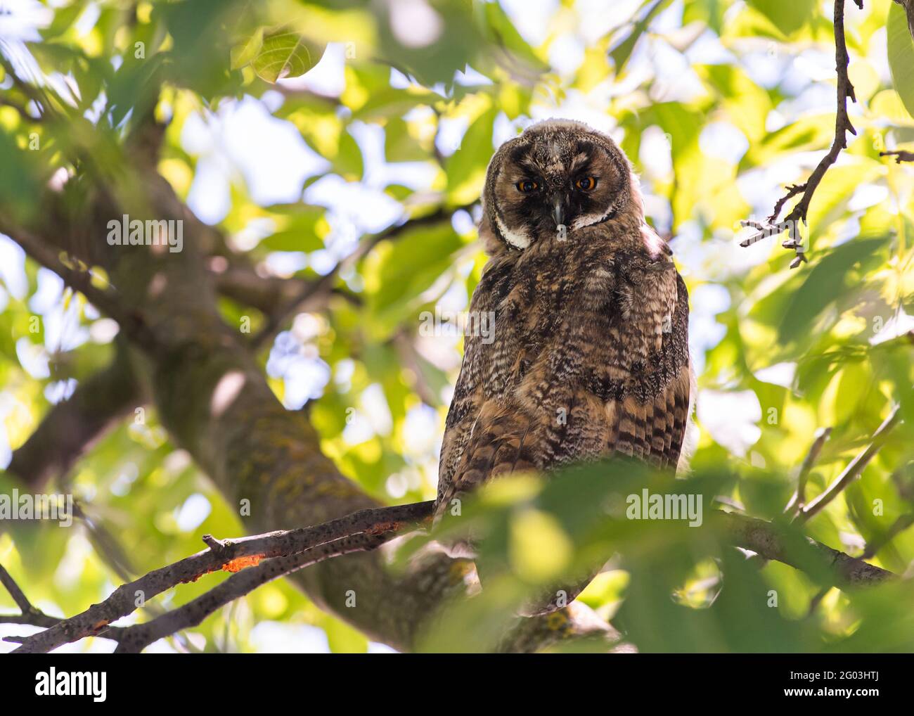 Beautiful owl in nature hi-res stock photography and images - Alamy