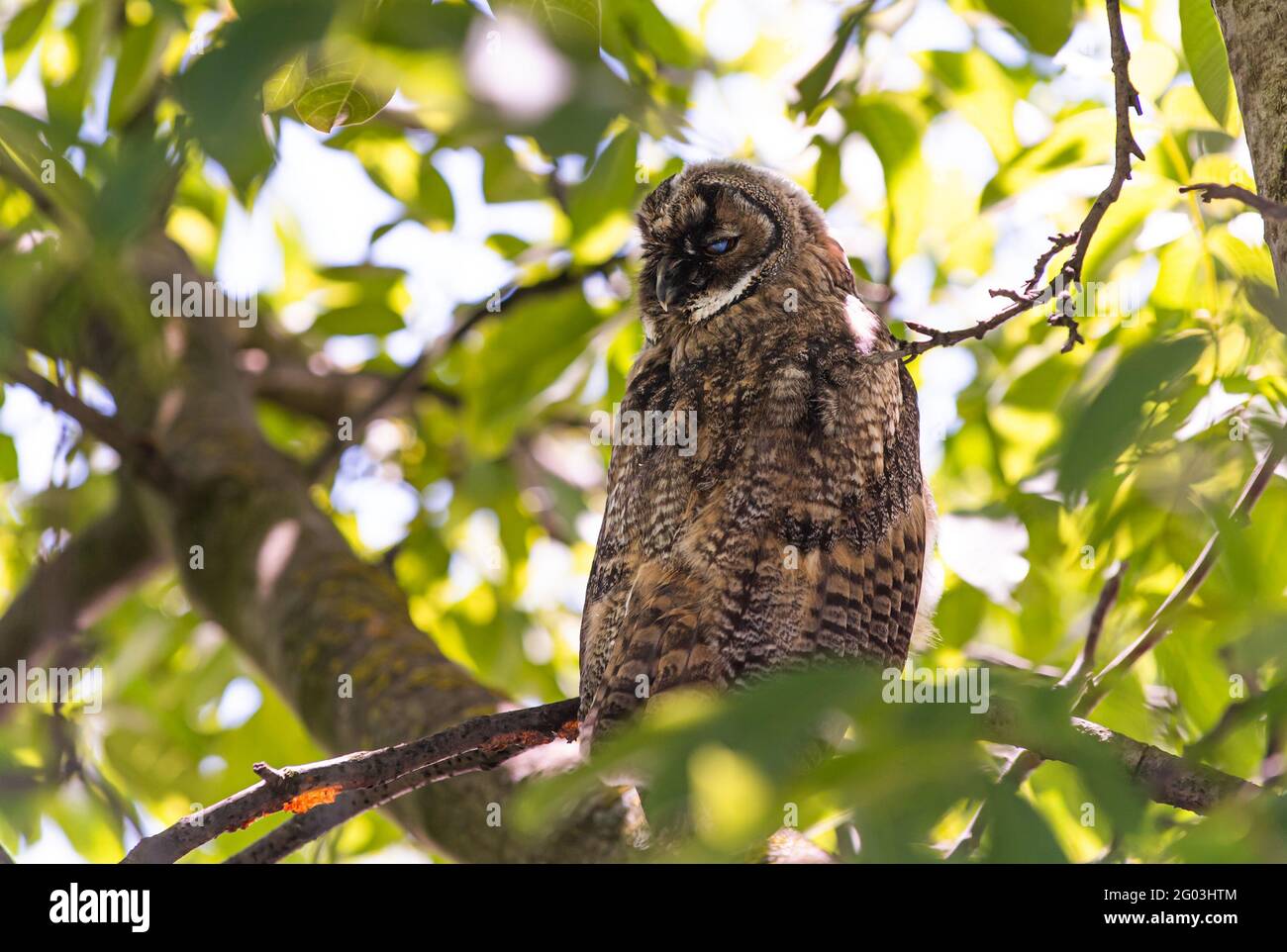 beautiful owl in nature forest habitat Stock Photo - Alamy