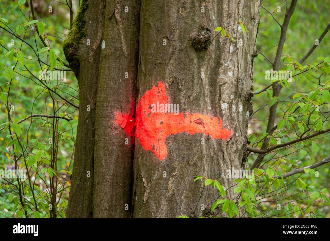 Red arrow on tree hi-res stock photography and images - Alamy