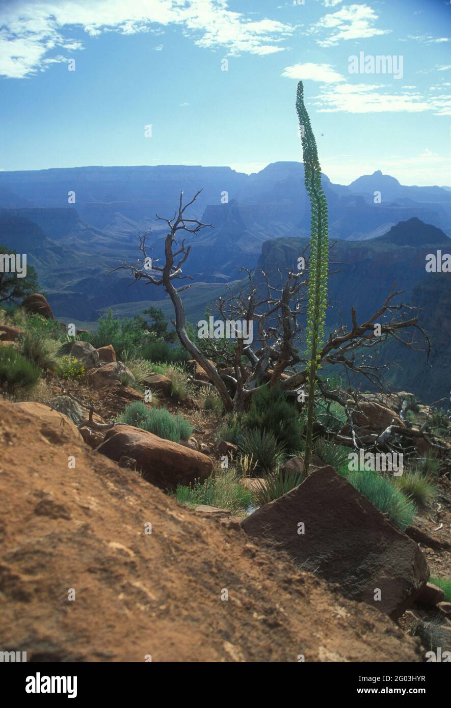 Bright angel trail north rim hi-res stock photography and images - Alamy