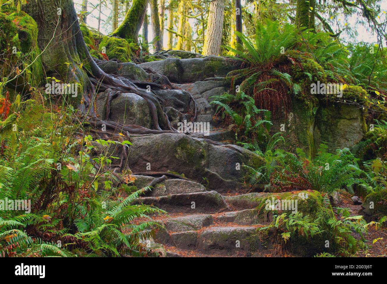 Tree roots growing over rock steps along a hiking trail in Minnekhada ...