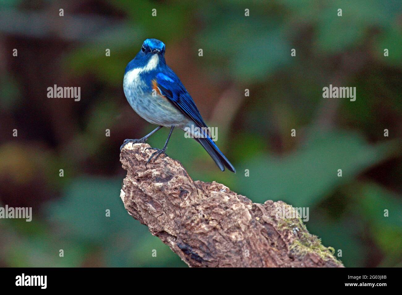 A male Himalayan Bush Robin (Tarsiger rufilatus) perched on a broken ...