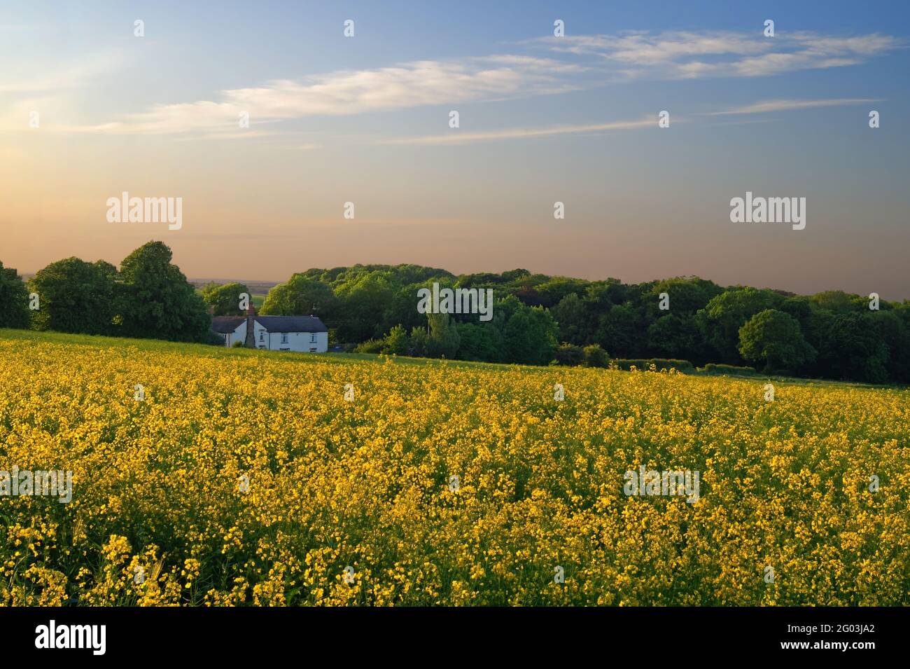 Rapeseed field north yorkshire england hi-res stock photography and ...