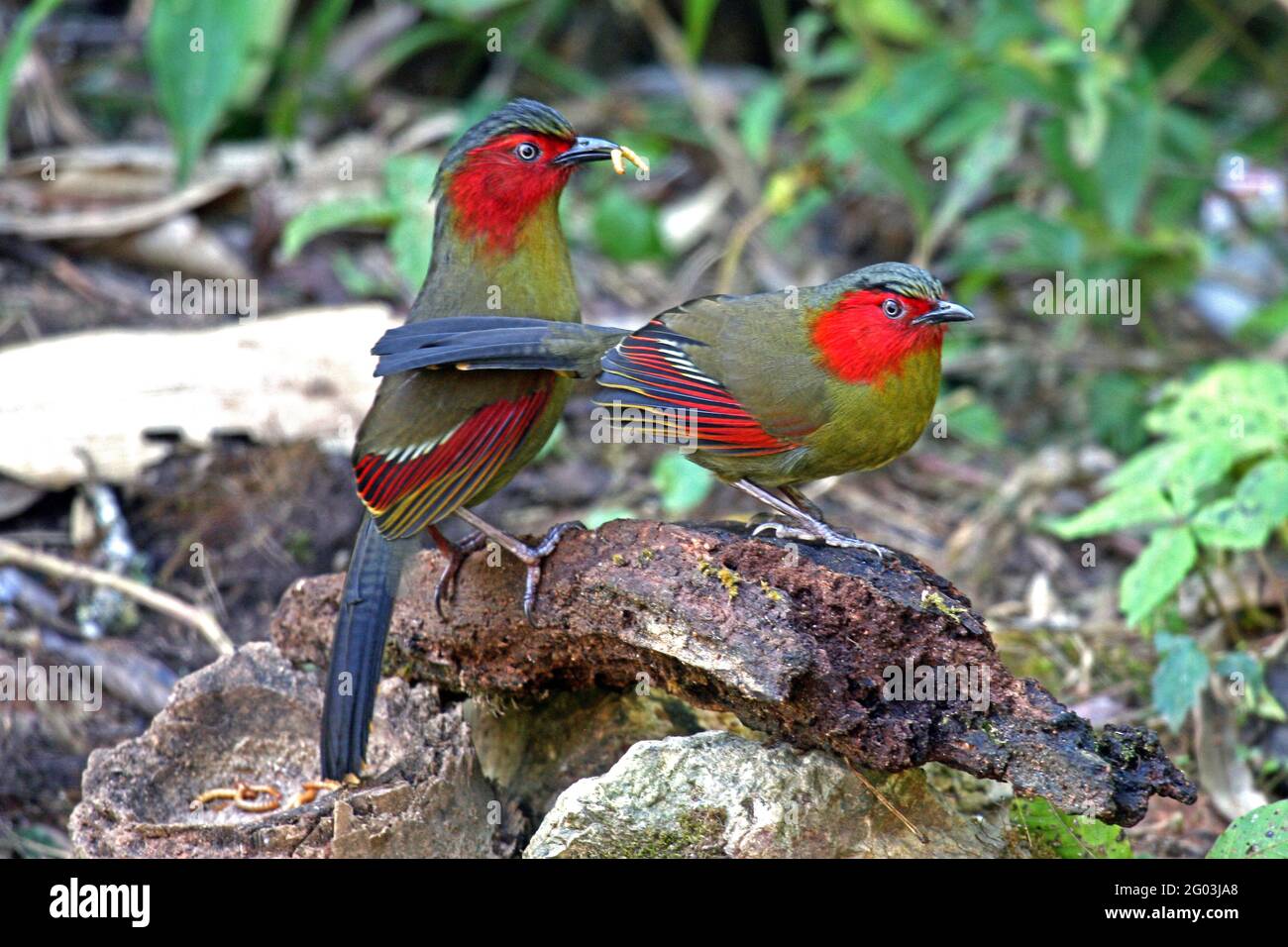 Beautiful bird, Scarlet-faced Liocichla (Liocichla ripponi) on a branch ...