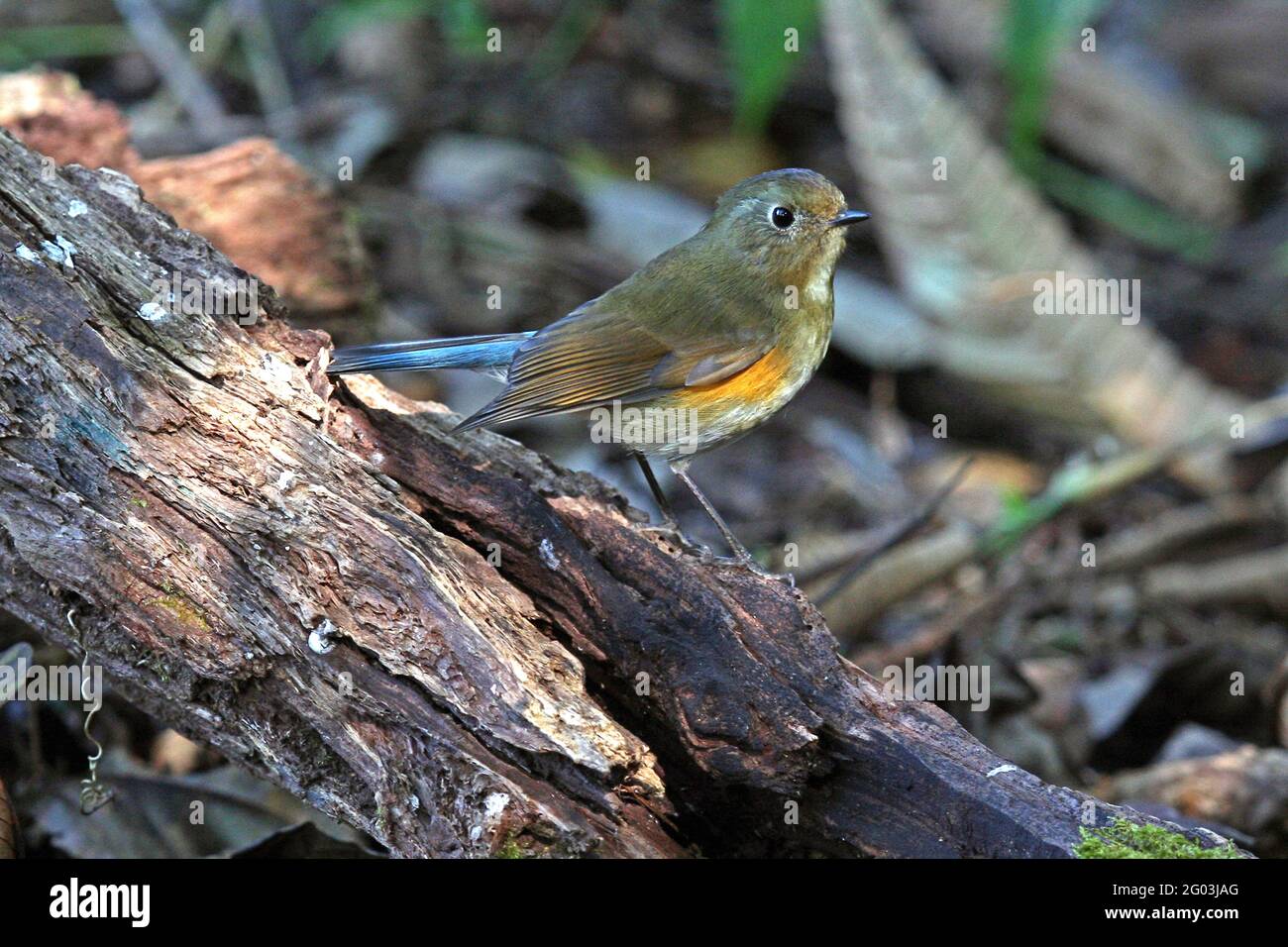 Himalayan red flanked bush robin hi-res stock photography and images ...