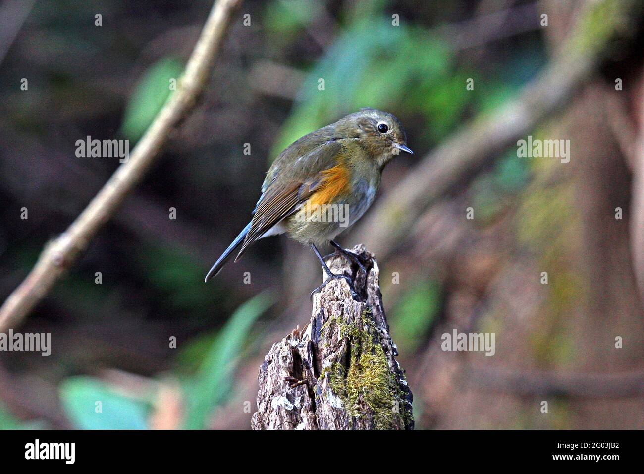 A female Himalayan Bush Robin (Tarsiger rufilatus) perched on a broken ...