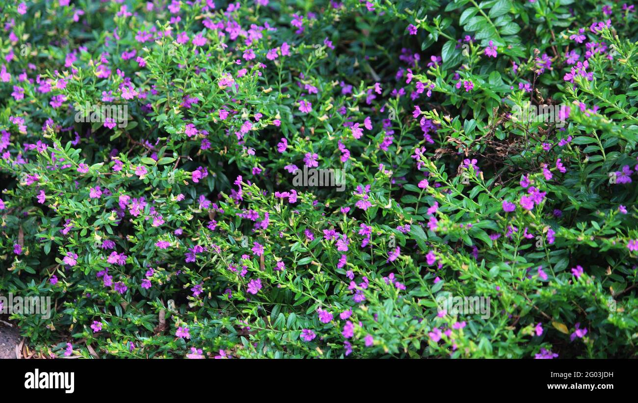 False Heather Cuphea Hyssopifolia High Resolution Stock Photography and ...