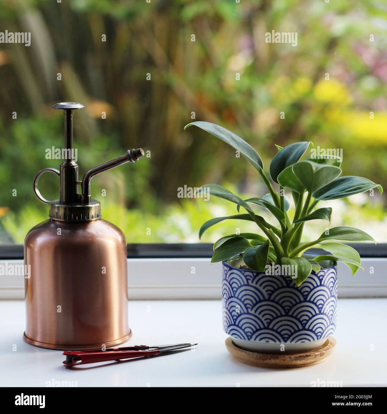 Houseplant basics hi-res stock photography and images - Alamy