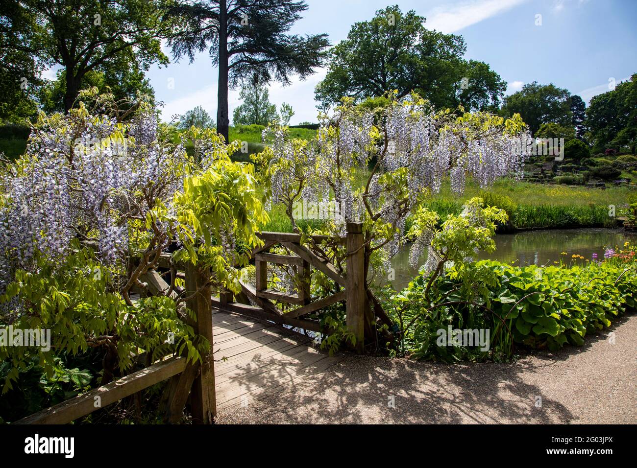 Wisteria wisley gardens hi-res stock photography and images - Alamy
