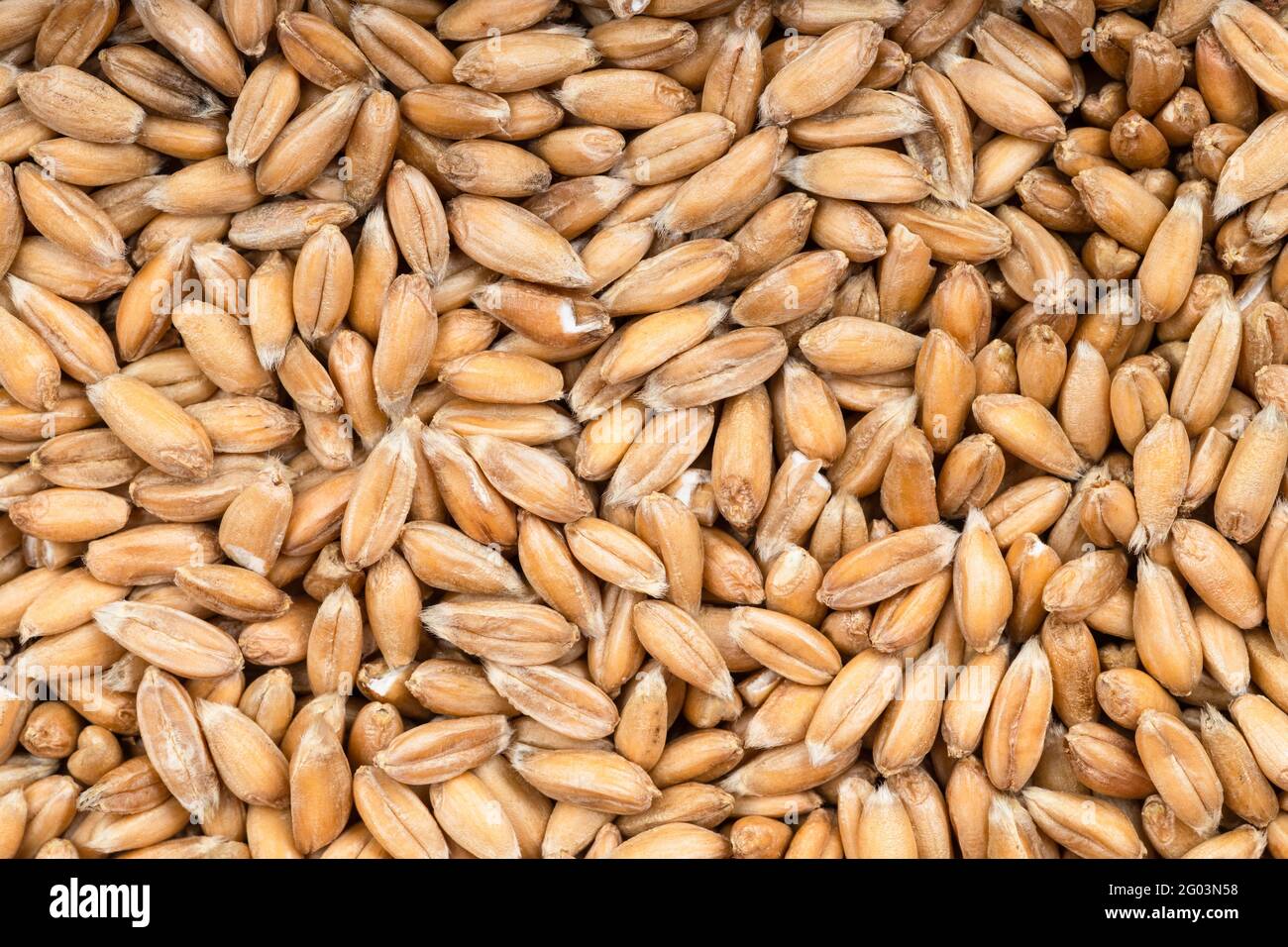Wheat Grains