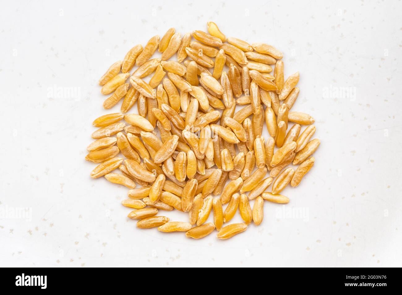 Wheat grain seed sample hi-res stock photography and images - Alamy