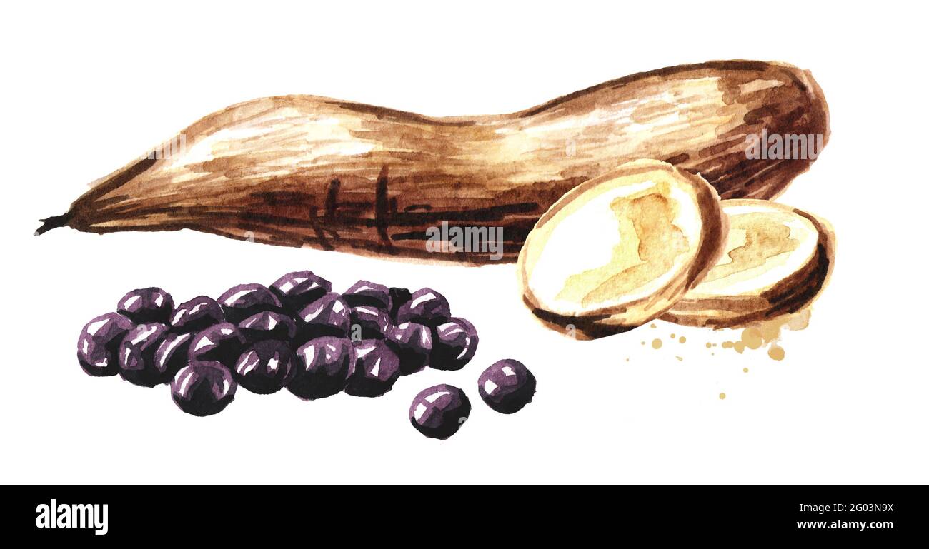 Manihot root and tapioca pearls. Superfood concept. Watercolor hand ...