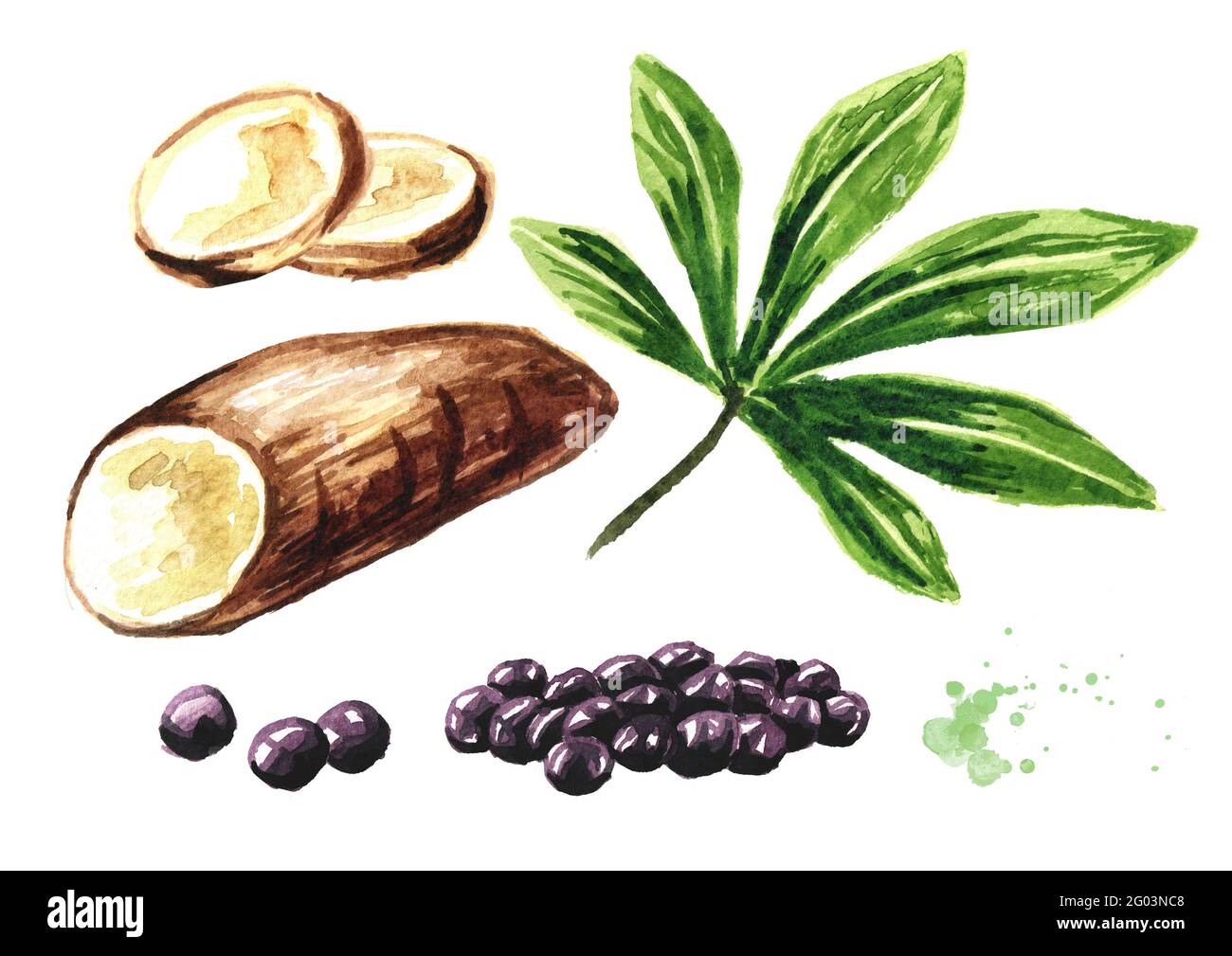 Ttapioca pearls and Manihot root set. Superfood concept. Watercolor ...