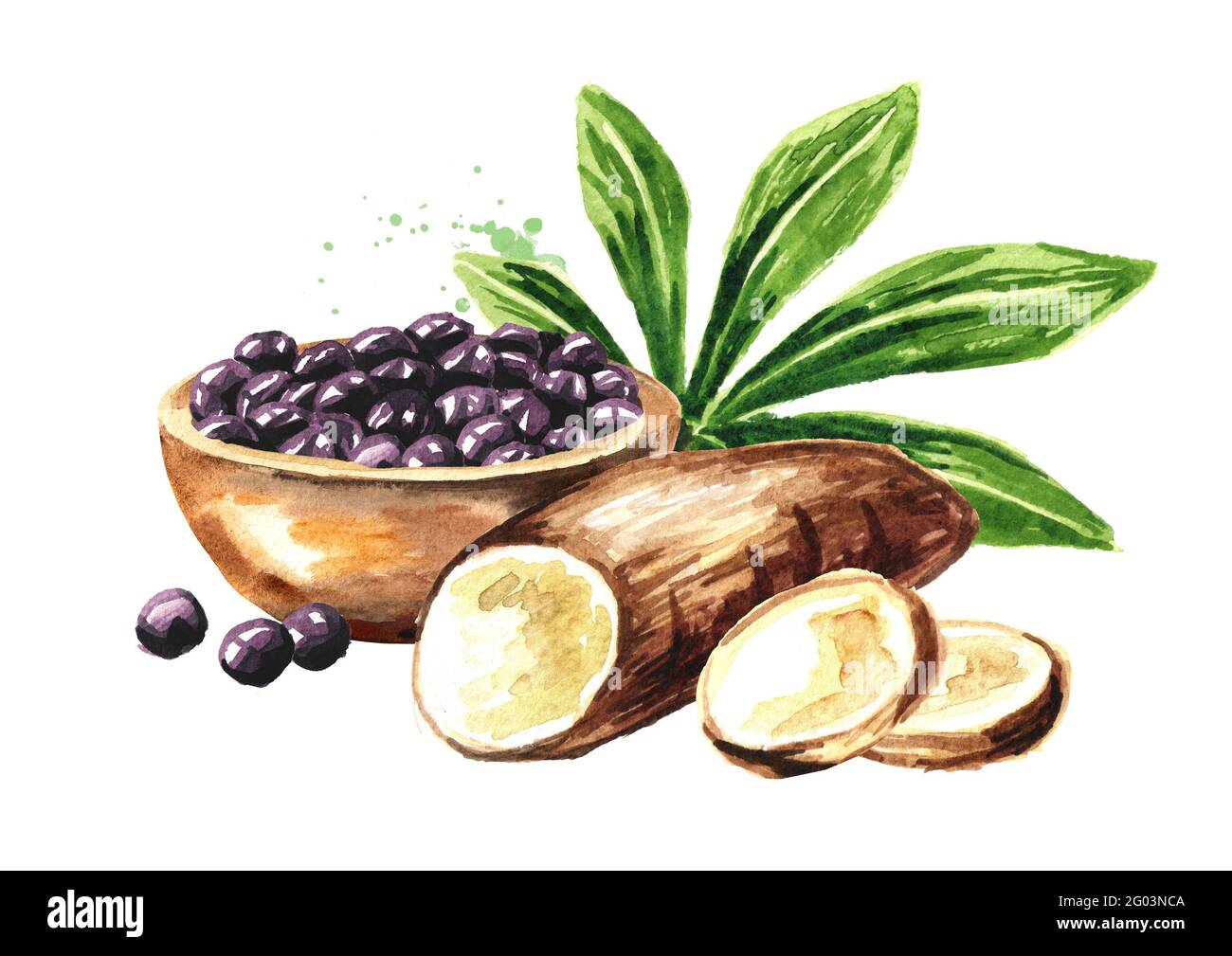 Ttapioca pearls and Manihot root. Superfood concept. Watercolor hand ...